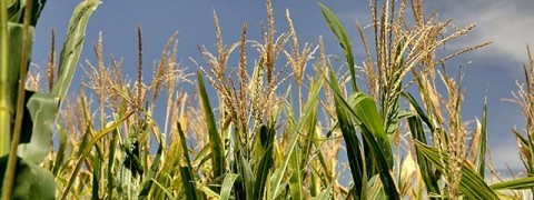 Farmer Groups: Why We Love Them and When They are Successful